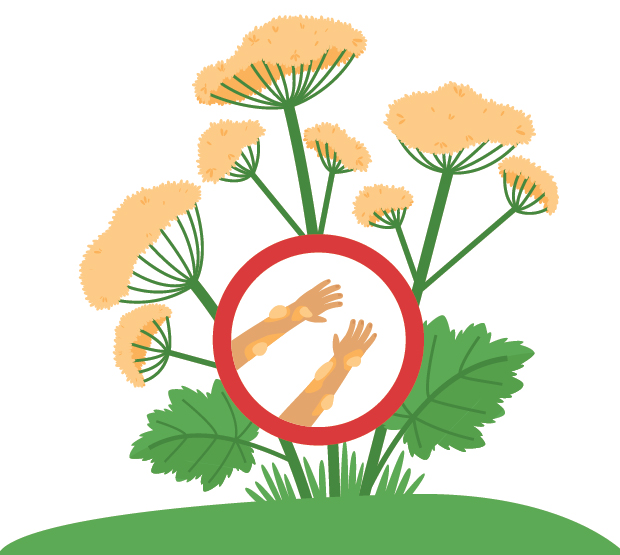 Know Your Poisonous Plants: Preventing exposure to hazardous vegetation ...