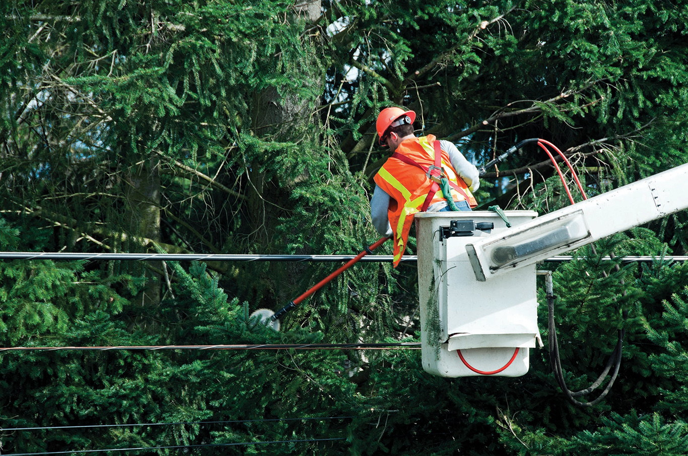 Up in the Treetops: Vegetation management protection information ...
