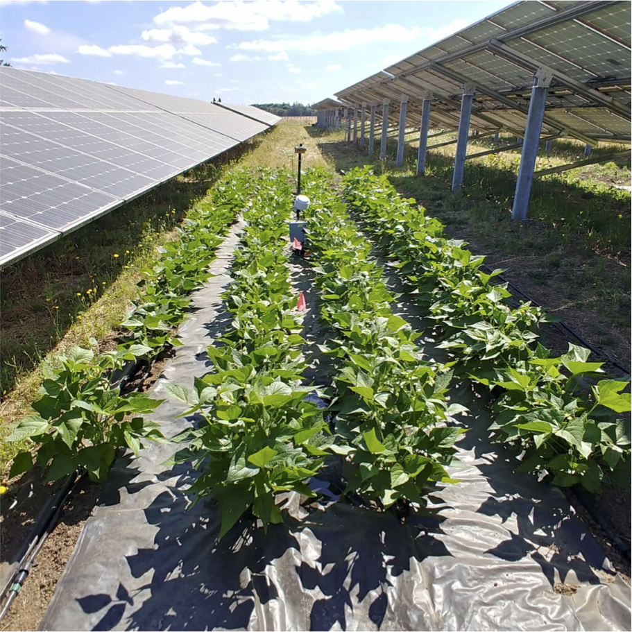 Solar Plus Agriculture Protects Farmland, Improves Panel Efficiency ...