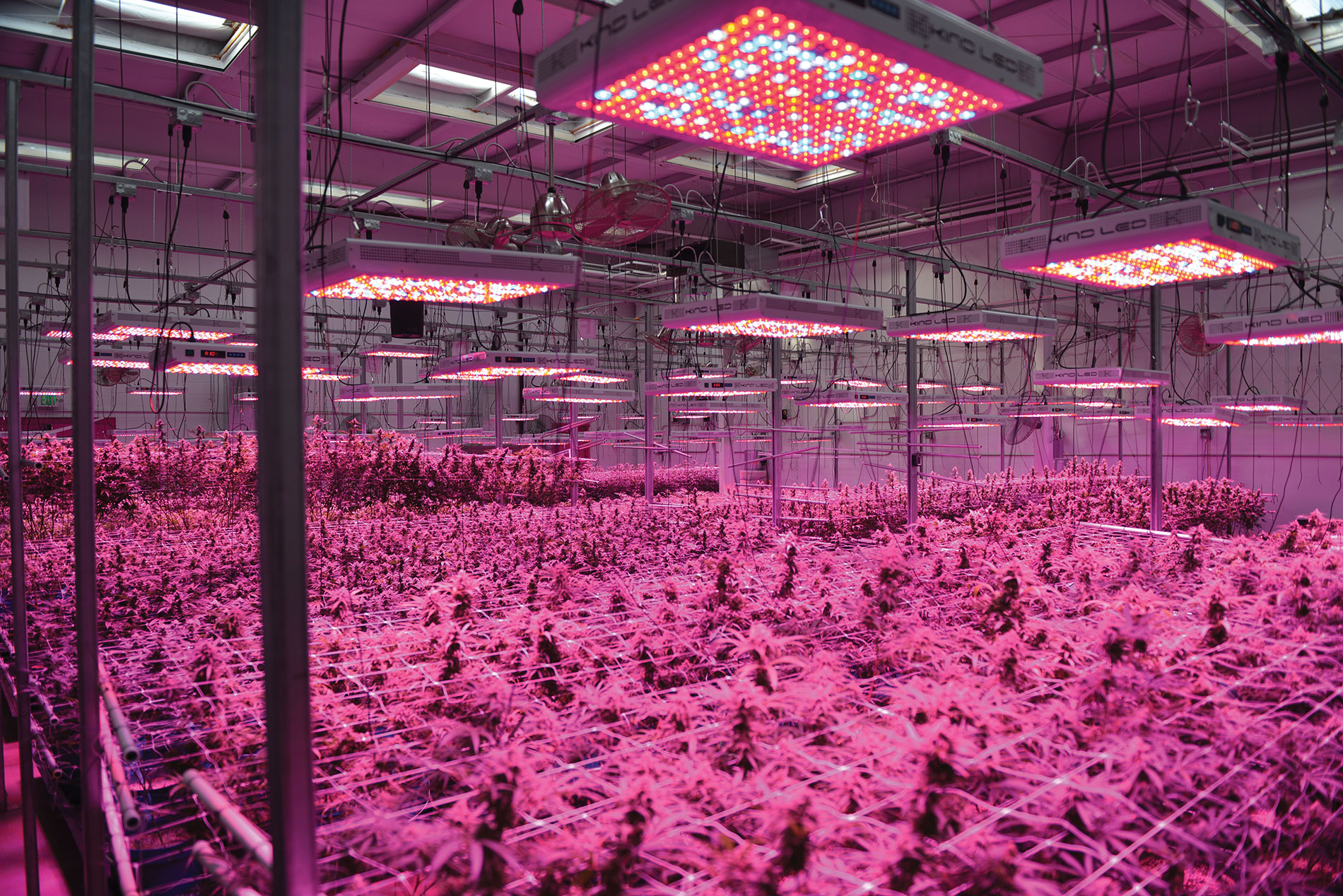 Energy Hogs: Utilities Shine A Light on Pot Growers' Energy Use ...