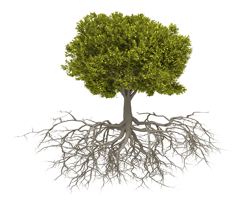 Batteries From Trees? - Electrical Contractor Magazine