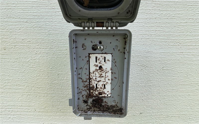 Invasion of the Formicidae: What to do when pests enter the home ...